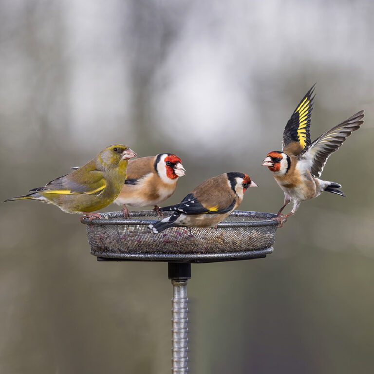 Eco Bird Food: Nurture Nature, One Bird At A Time.