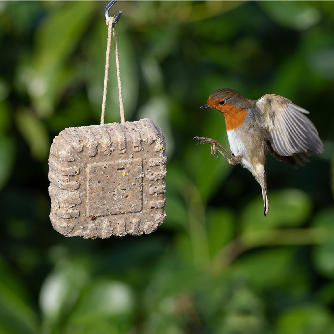 Eco Bird Food: Nurture Nature, One Bird At A Time.