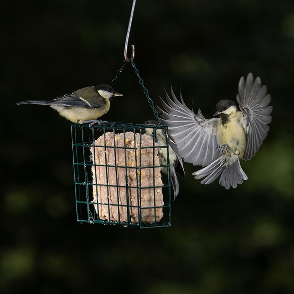 Top-Quality Suet Blocks for Birds : EcoBirdFood