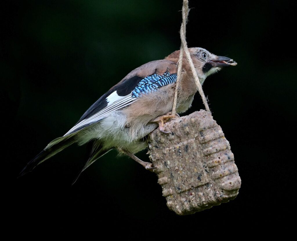 Suet Blocks: Premium Suet Square Bundled | EcoBirdFood