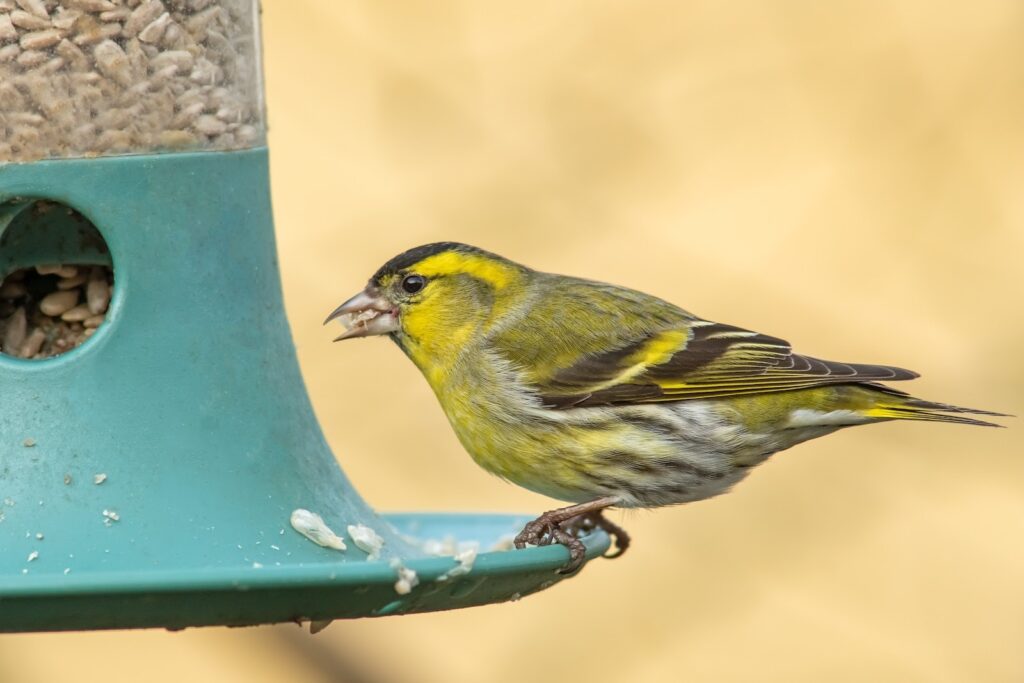 Eco Bird Food: Nurture Nature, One Bird At A Time.