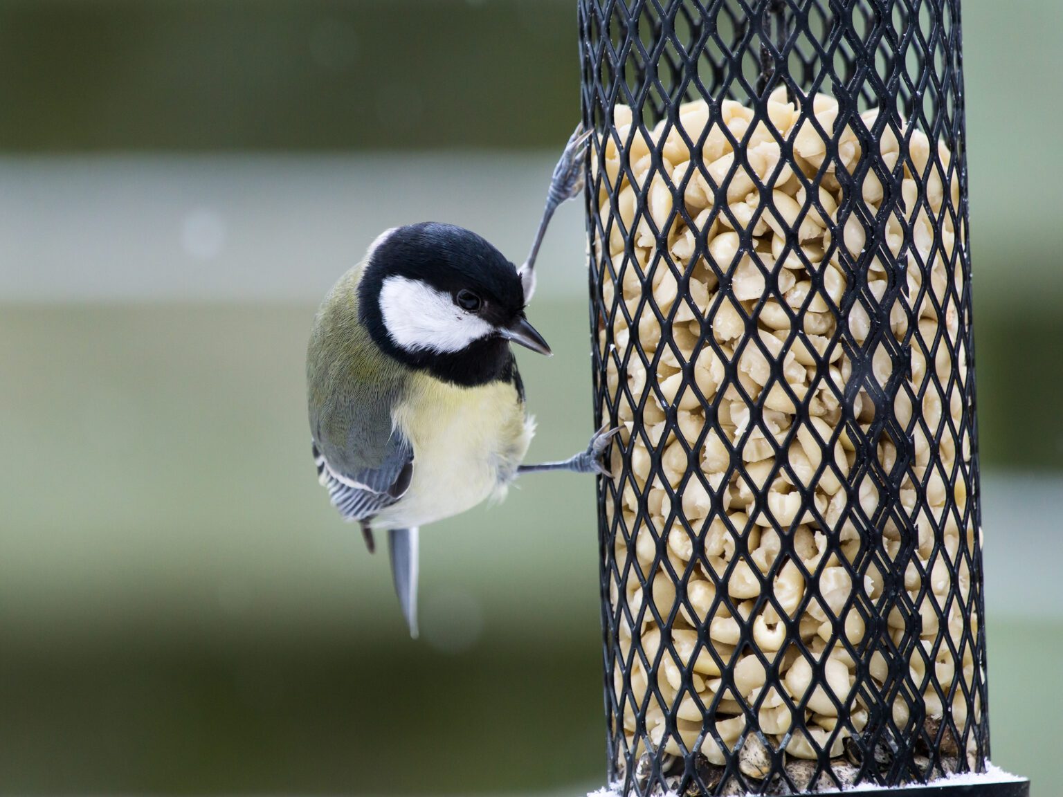 Best Bird Food for British Birds: A Comprehensive Guide