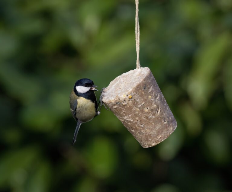 Comparing Suet Shapes: Cones, Blocks, Cakes & Fat Ball suet