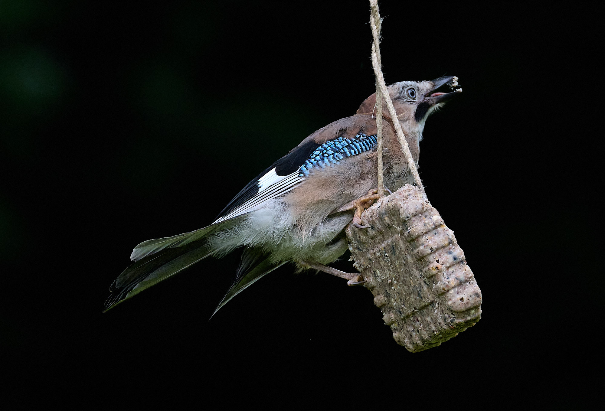 Suet Blocks for Birds: Best Bird Food for British Birds