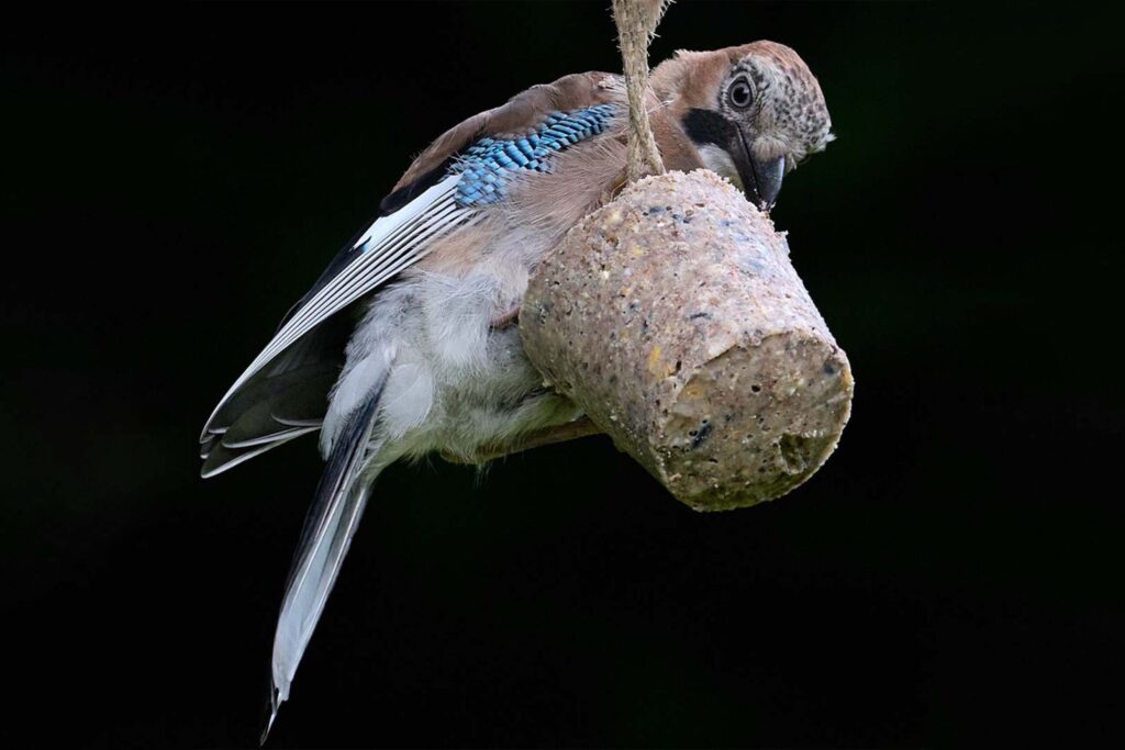 Eco Bird Food Subscription | Premium Feeds & Seeds