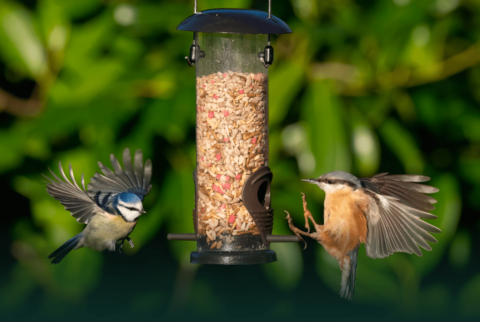 Eco Bird Food: Nurture Nature, One Bird At A Time.