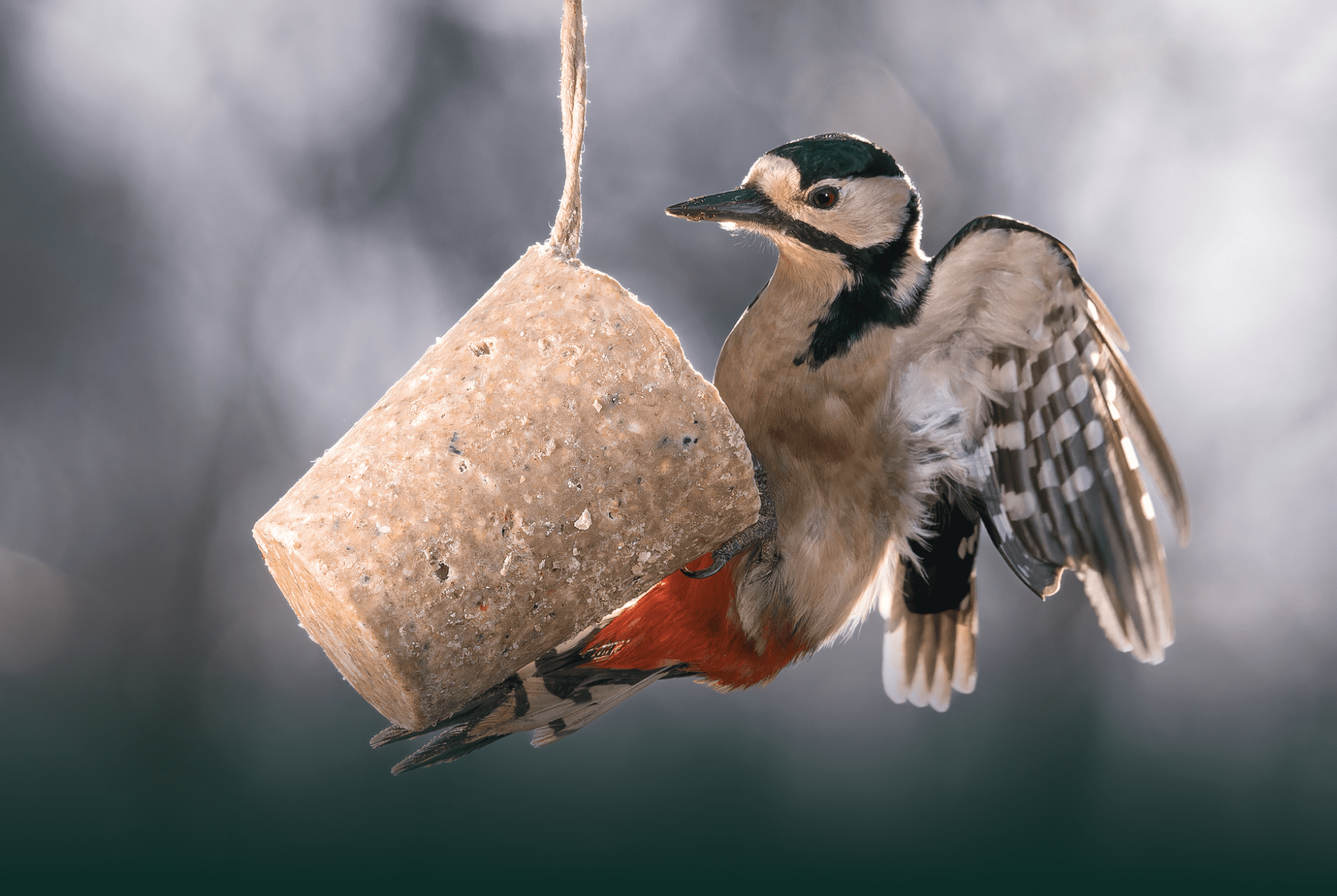 Eco Bird Food: Nurture Nature, One Bird At A Time.