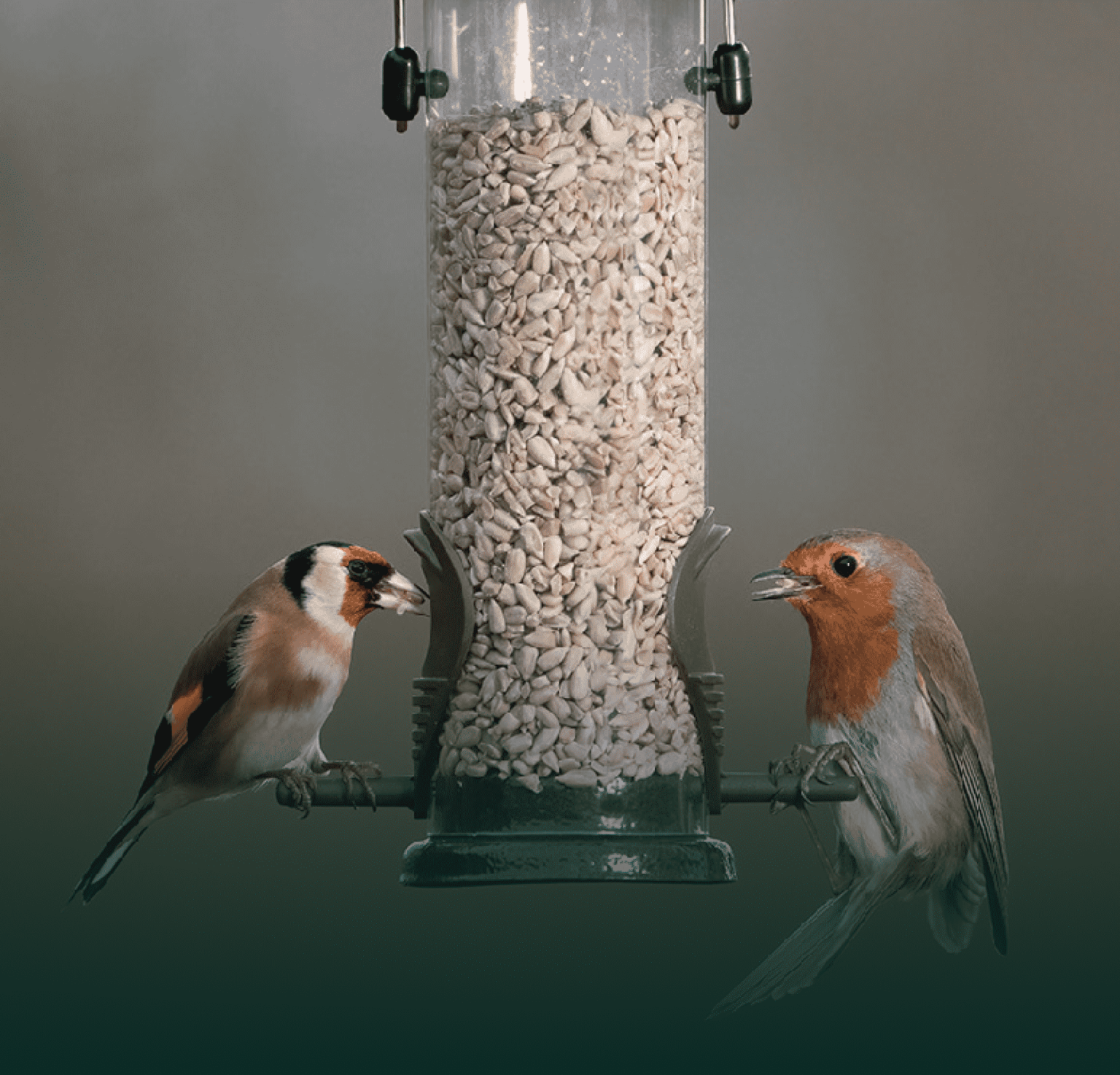 Eco Bird Food: Nurture Nature, One Bird At A Time.