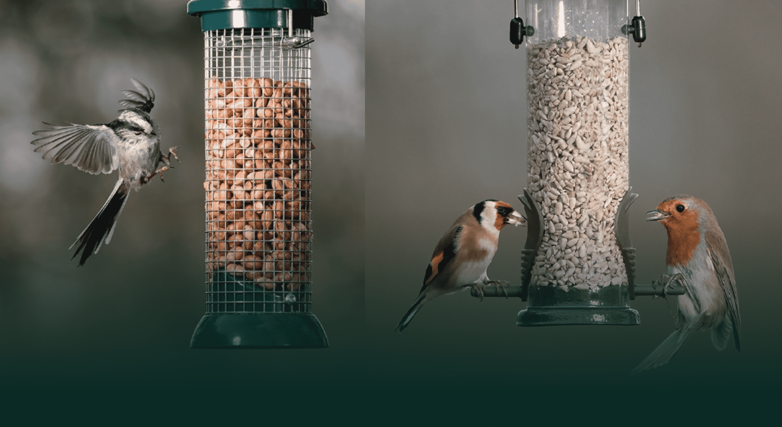 Eco Bird Food: Nurture Nature, One Bird At A Time.