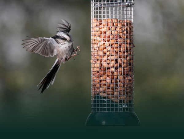 Eco Bird Food: Nurture Nature, One Bird At A Time.
