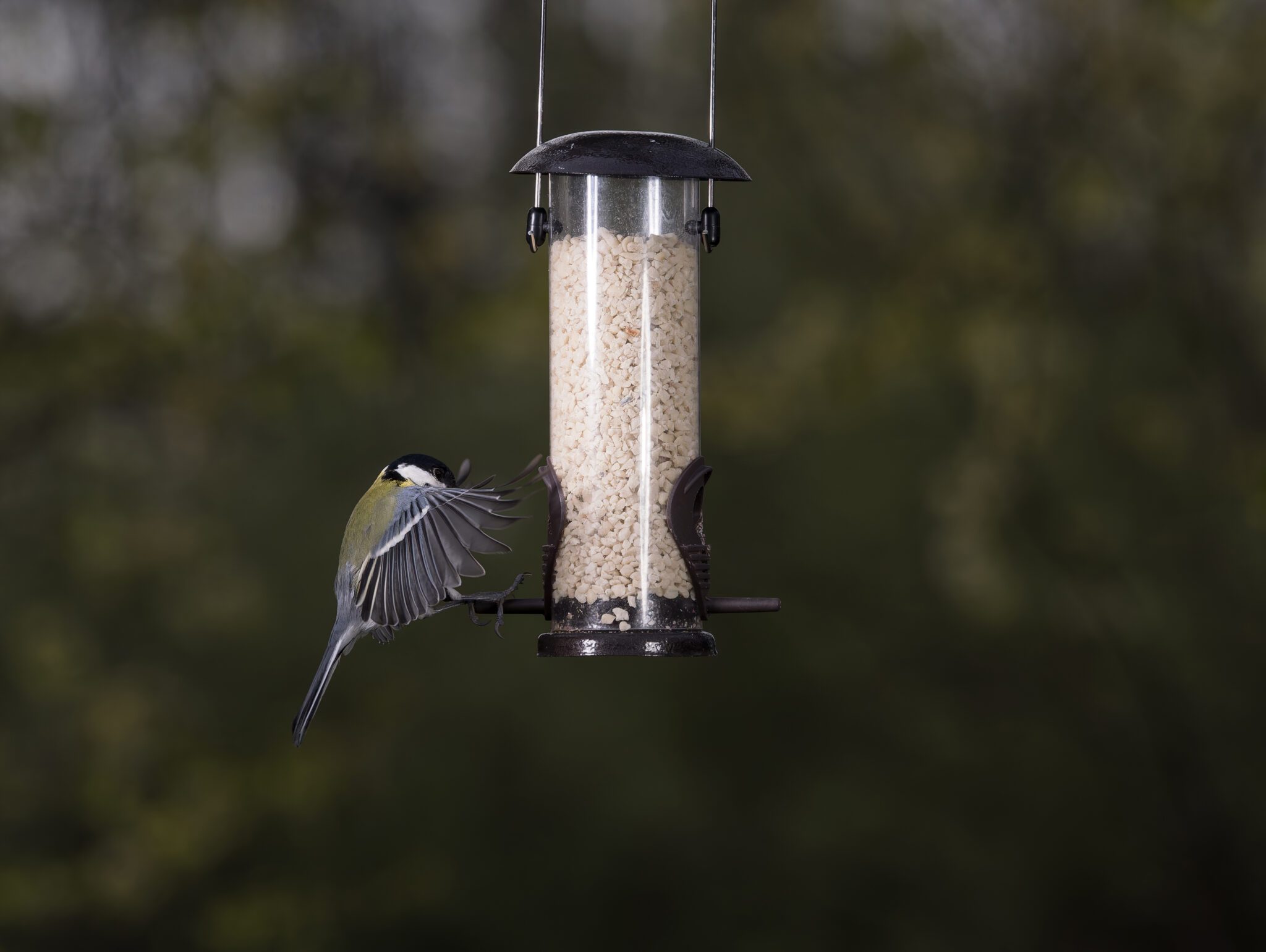 Peanuts for Birds: Complete Feeding Guide for British Birds