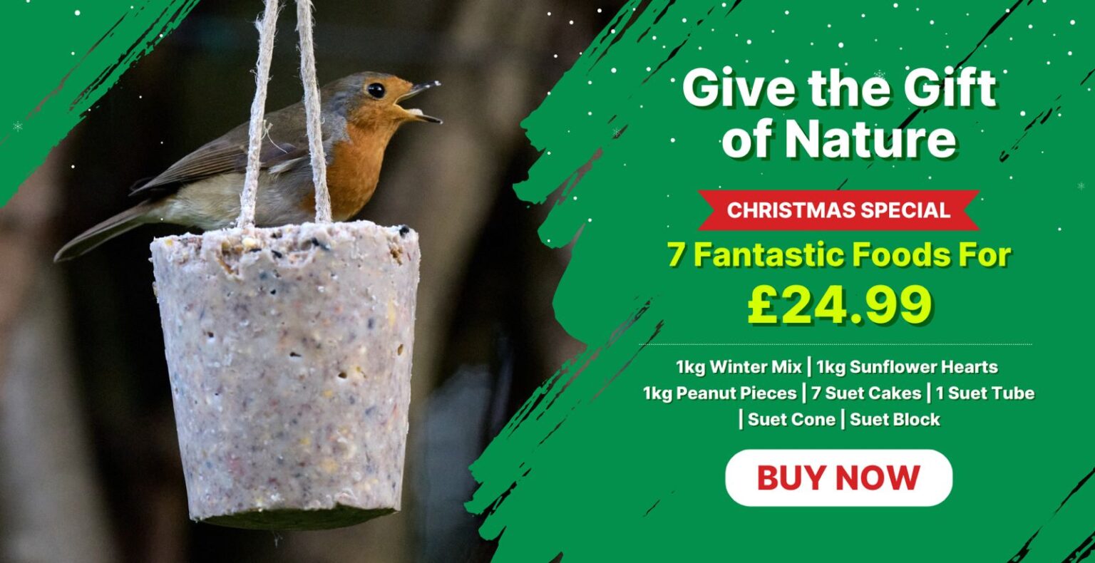 Eco Bird Food: Nurture Nature, One Bird At A Time.