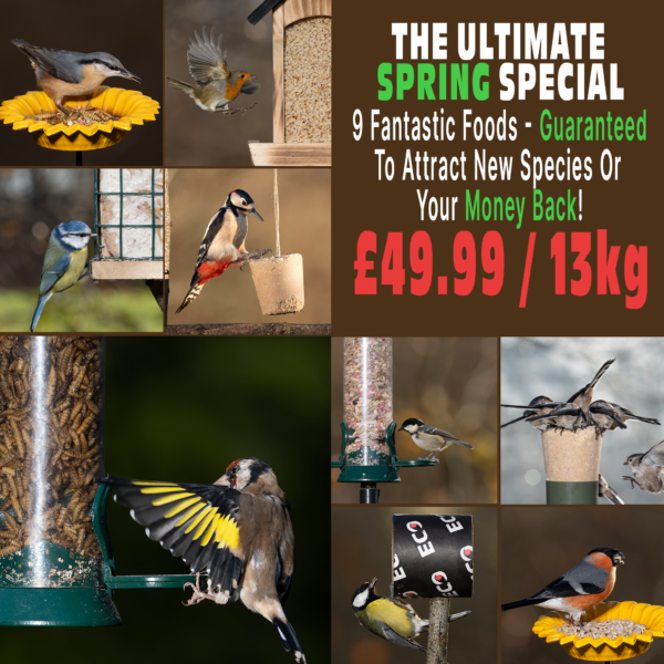 Spring Special - Ecobird